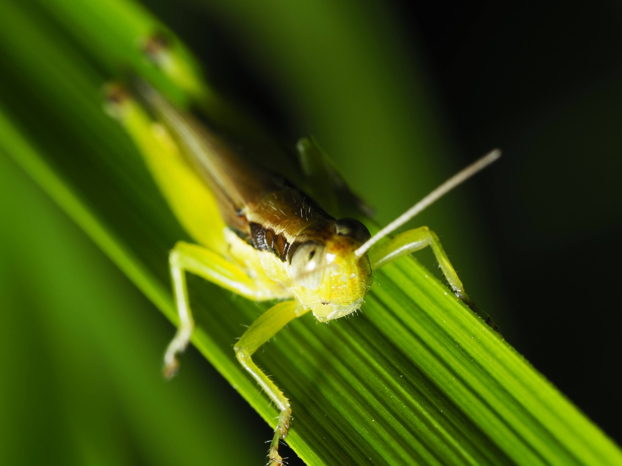 Oxya chinensis (Thunberg, 1815)