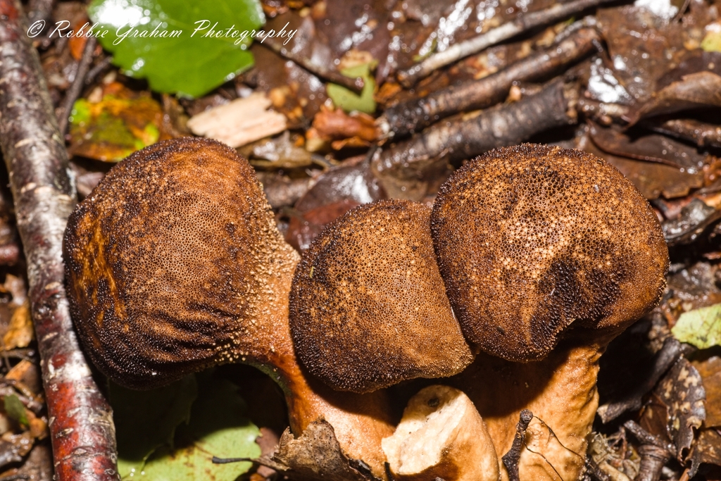 Lycoperdon from 202 Clements Mill Road, Waikato 3382, New Zealand on ...