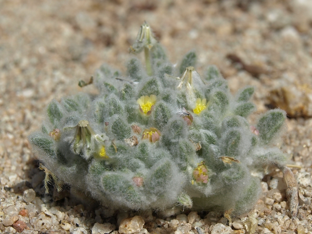 woolly bonnets from Inyo County, CA, USA on May 18, 2022 at 10:14 AM by ...