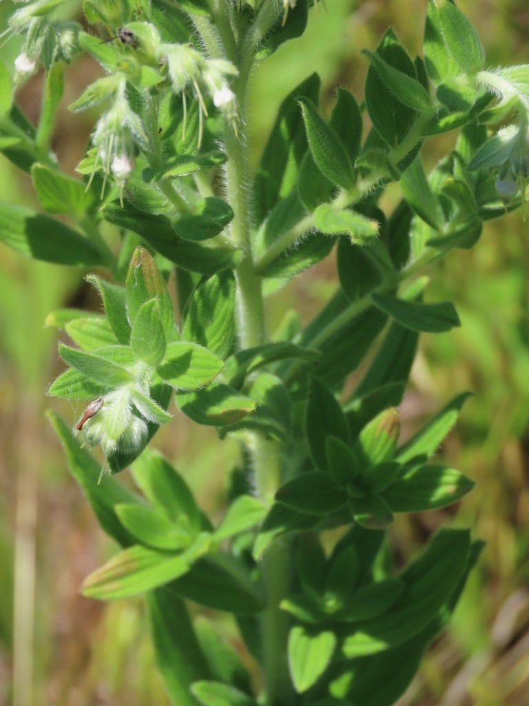 Lithospermum parviflorum Weakley, Witsell & D.Estes