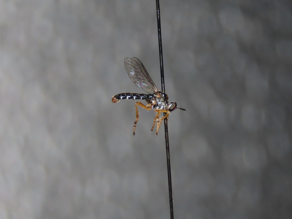 Taracticus octopunctatus in June 2022 by Sam O'Connell · iNaturalist