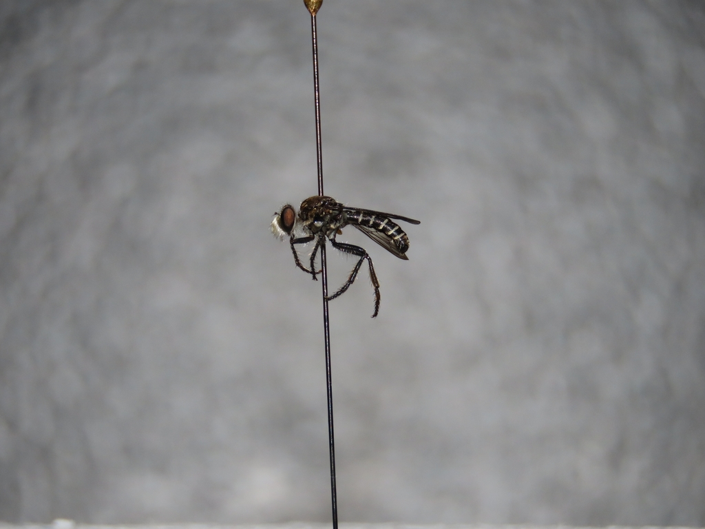 Brush-faced Bandit in May 2022 by Sam O'Connell · iNaturalist