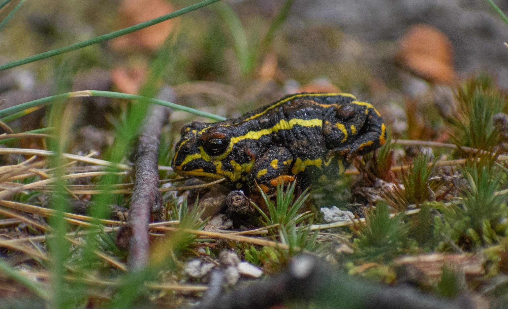 Nannophryne variegata Günther, 1870