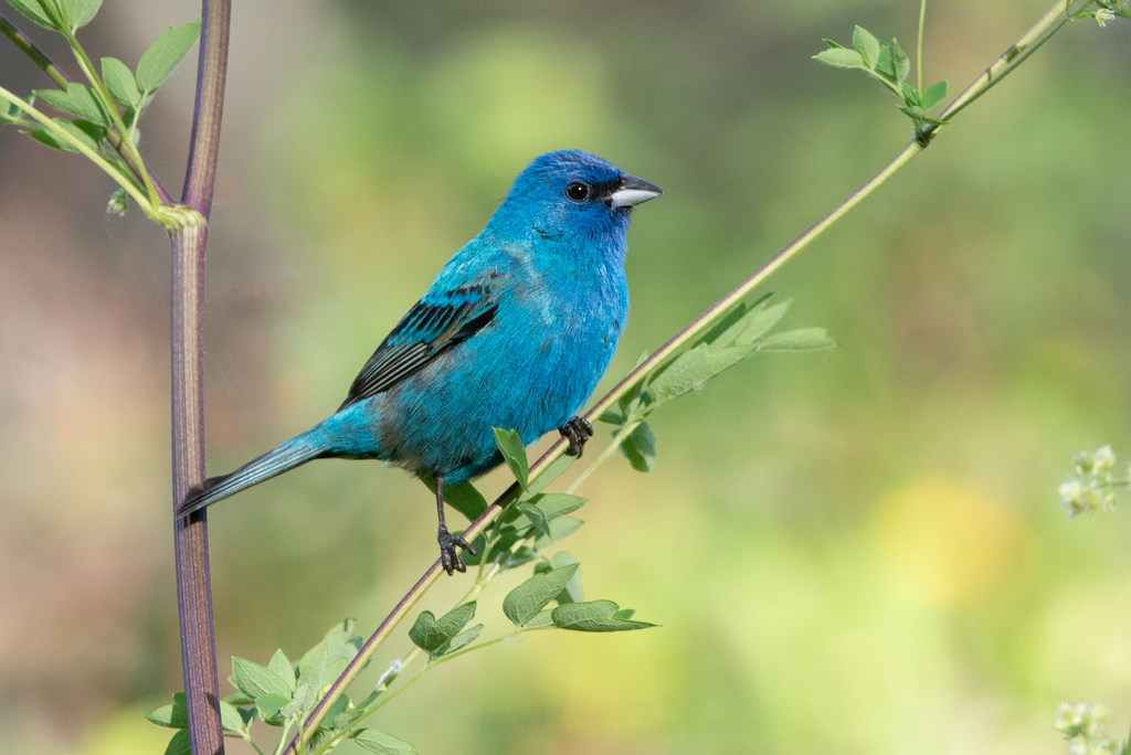 Indigo Bunting from Nichols Park, Chicago, IL, USA on June 19, 2022 at ...