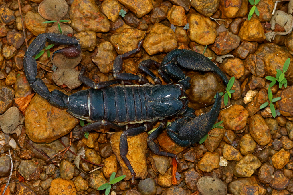 Giant Forest Scorpion from Chimur, Chandrapur, Near Kolara Gate, Kolara ...