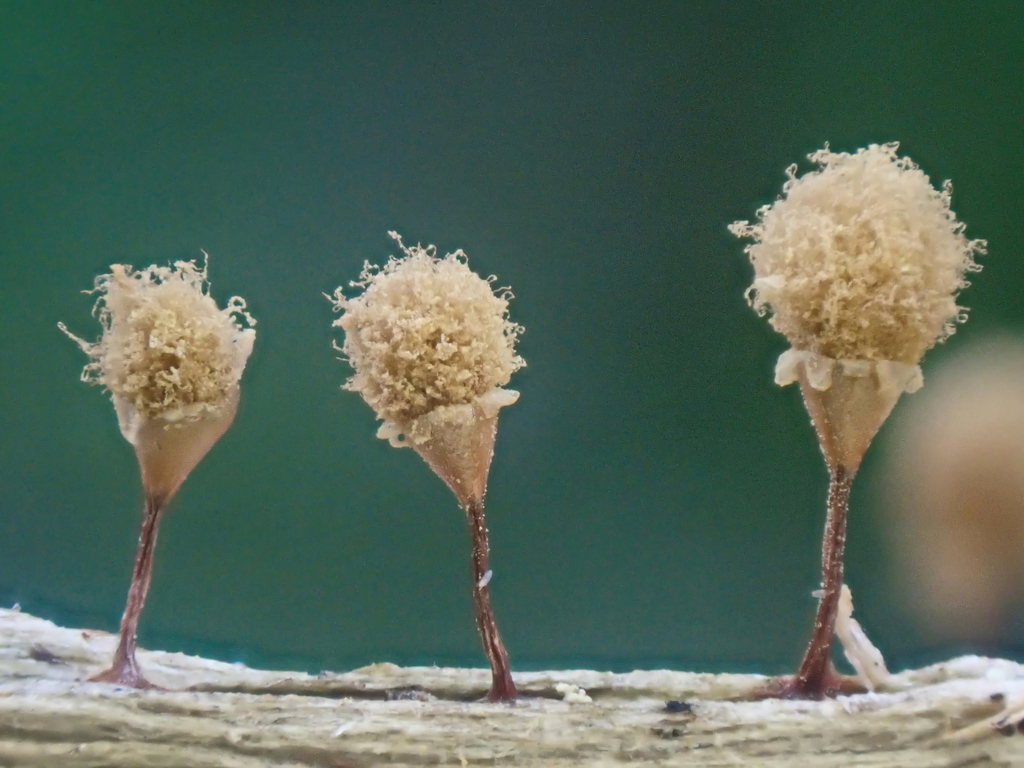 Push Pin Slime Mold from Central Kootenay, BC, Canada on June 24, 2022 ...