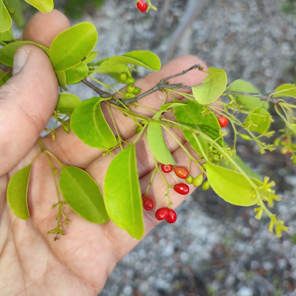 Blolly from North Side, KY on June 27, 2022 at 06:48 PM by Quentin ...