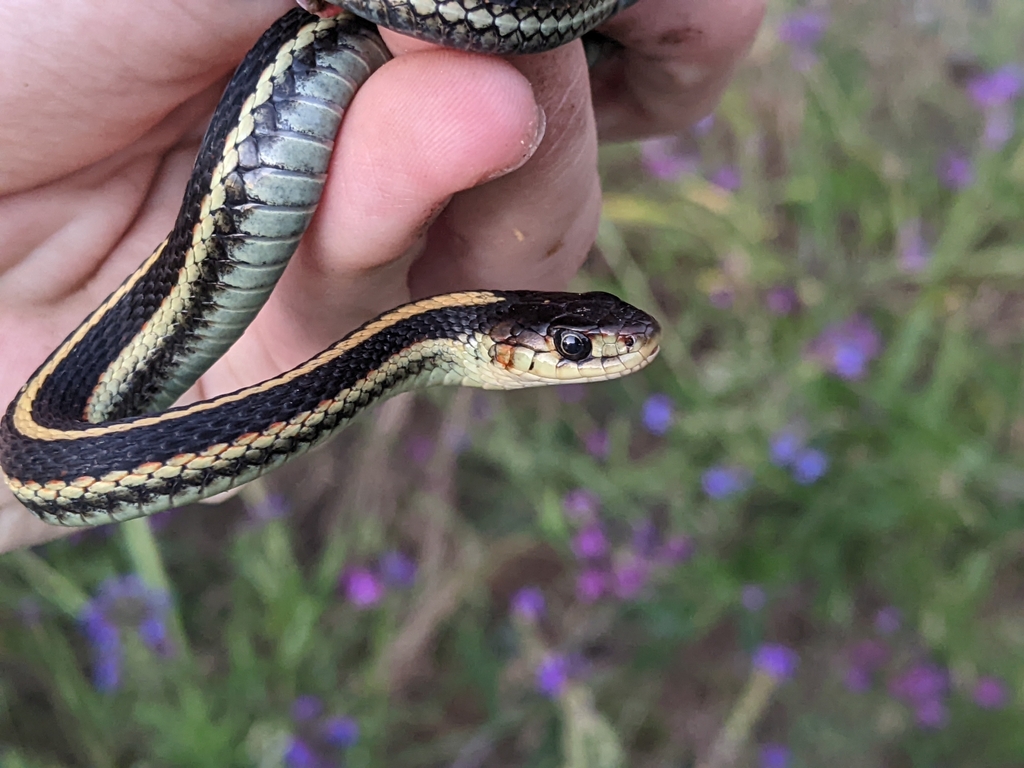 Valley Garter Snake from Fairwood, WA, USA on June 26, 2022 at 08:48 PM ...