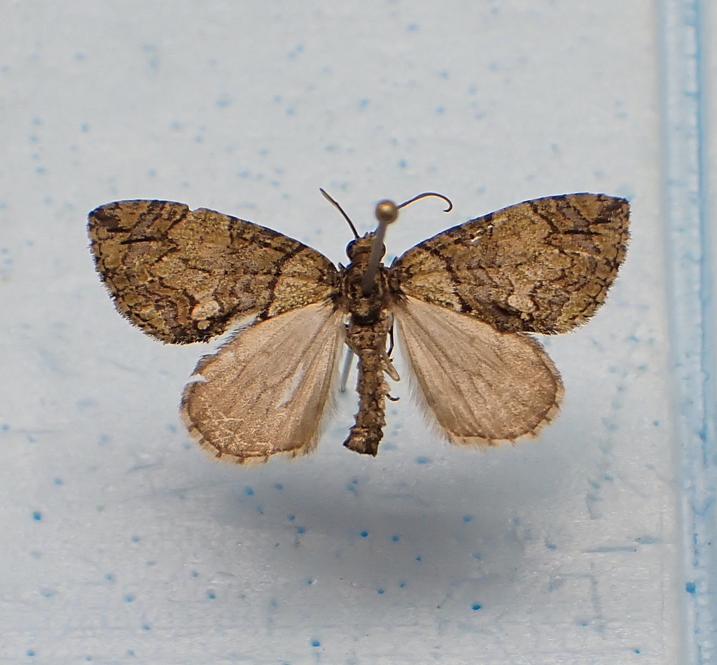 Sharp Green Hydriomena Moth from Bullock County, US-AL, US on February ...