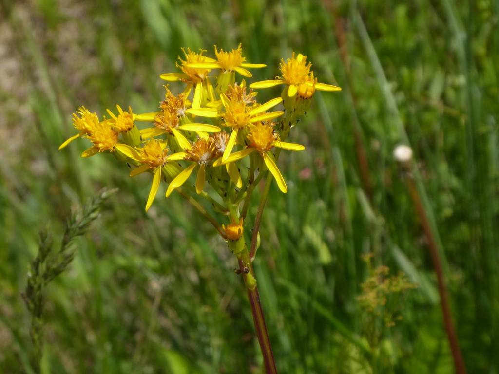 sweet marsh ragwort (Senecio hydrophiloides) - Botanical Realm