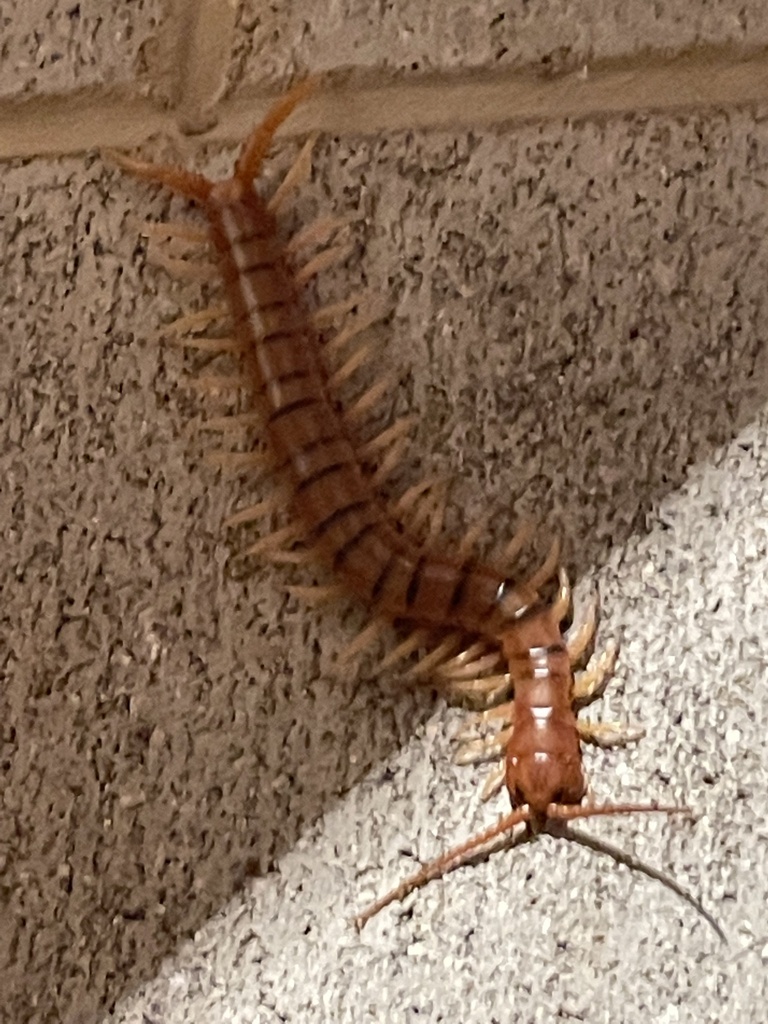 Australasian Giant Centipede in June 2022 by suecee. 10 cm long ...