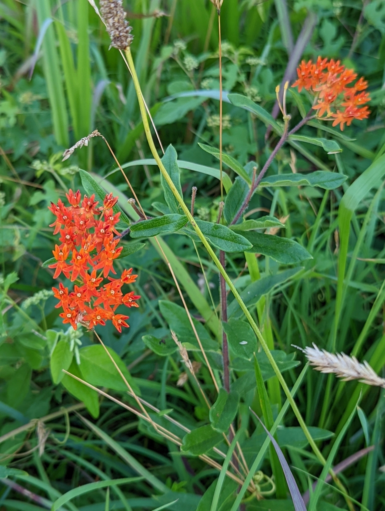 butterfly milkweed from East-West Hwy & Chillum Manor Dr, Chillum, MD ...