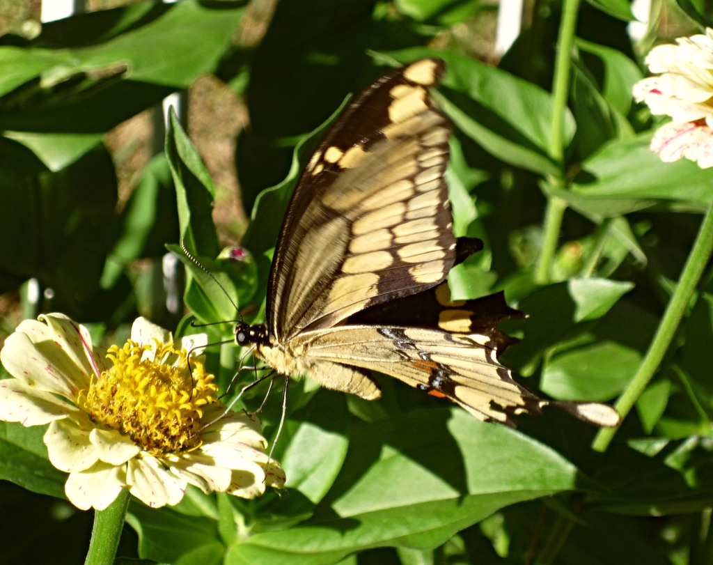 Eastern Giant Swallowtail from Charleston, IL 61920, USA on June 27 ...