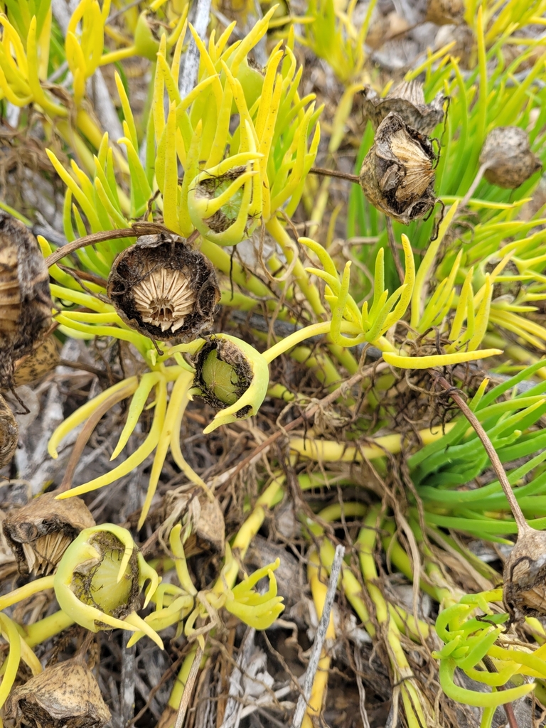 Pig's-root from Morro Bay on June 27, 2022 at 11:16 AM by xbentley ...
