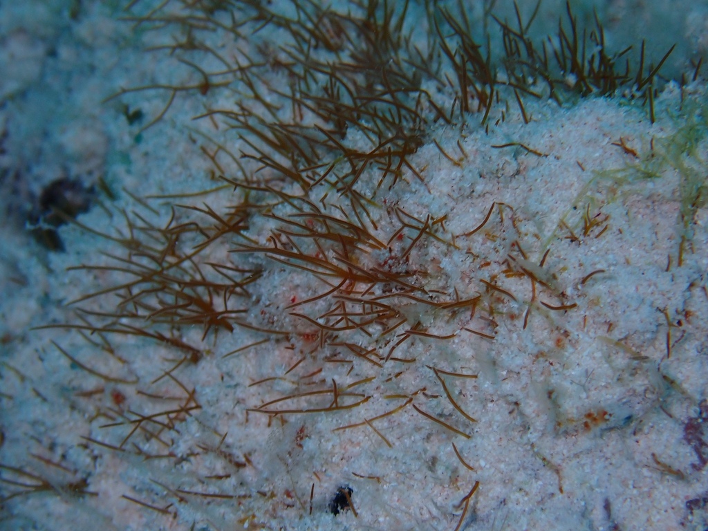 red algae from North Atlantic Ocean, Bermuda, BM on June 27, 2022 at 07 ...