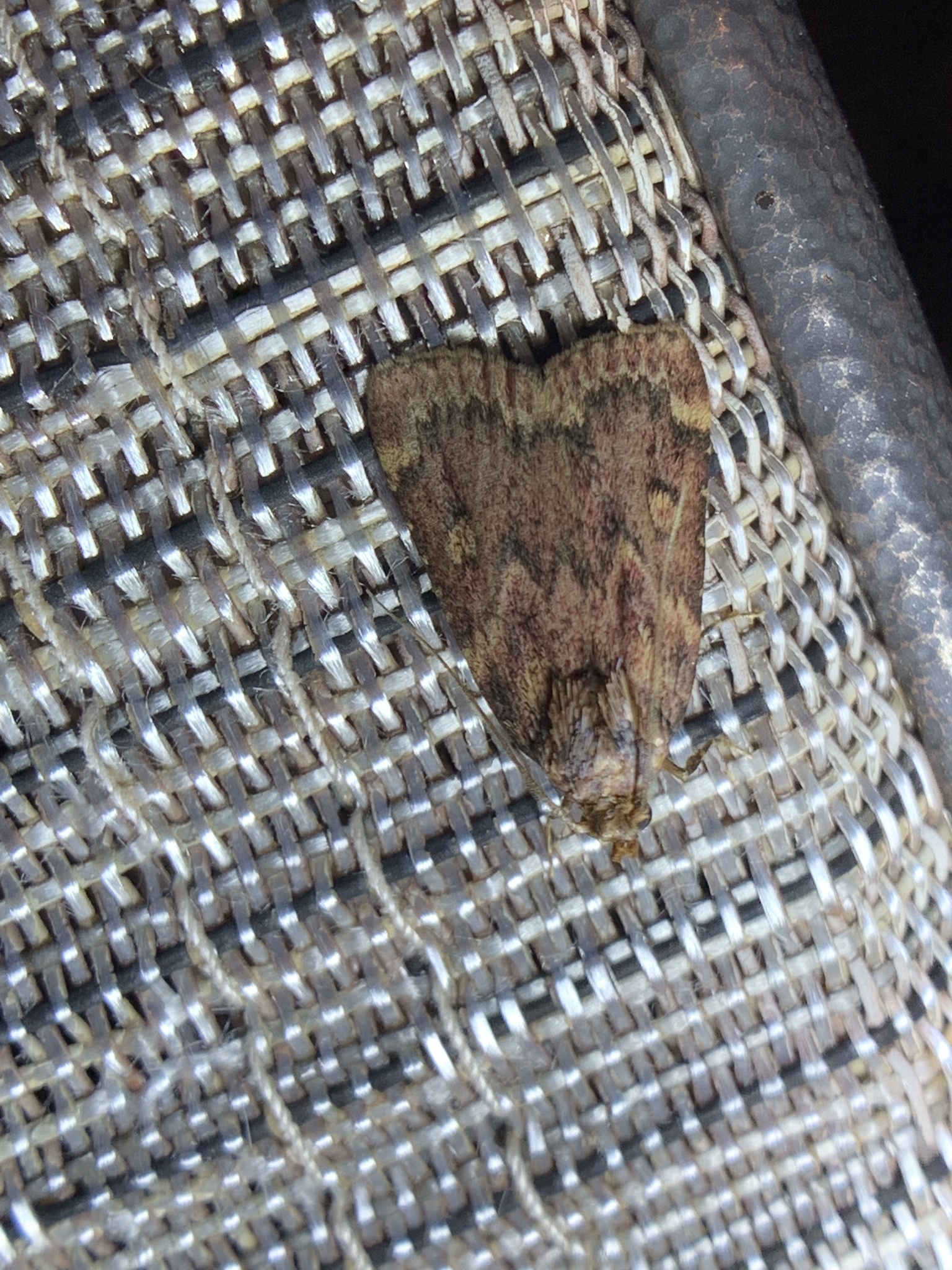 Aglossa cuprina Zeller, 1872