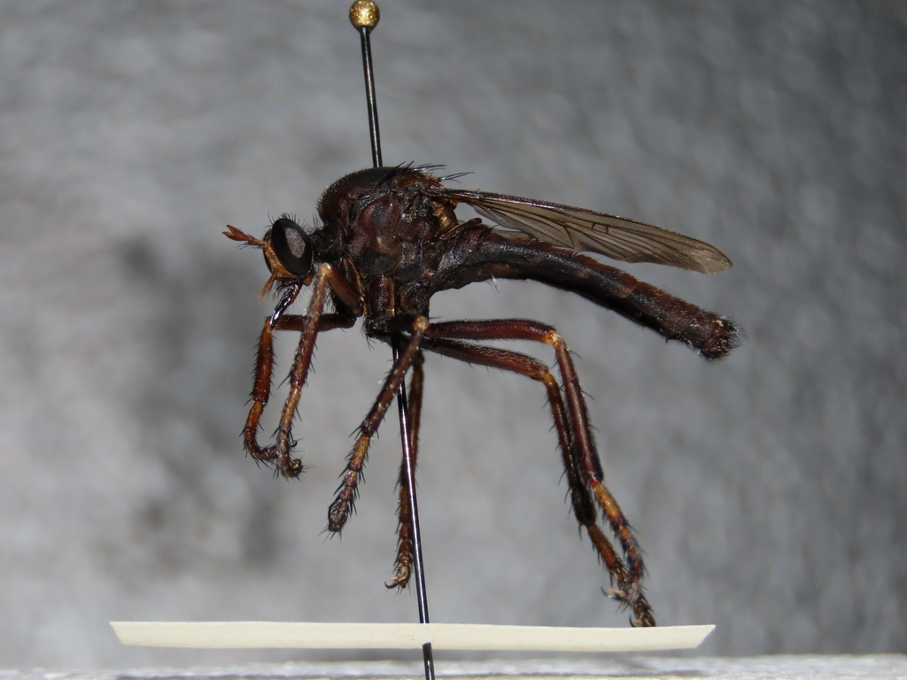 New York Bee Killer in August 2021 by Sam O'Connell · iNaturalist
