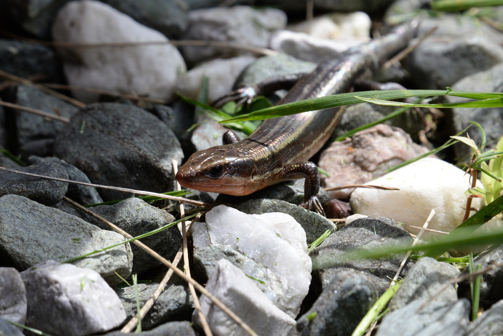 Japanese five-lined skink in June 2022 by Alan Broderick · iNaturalist