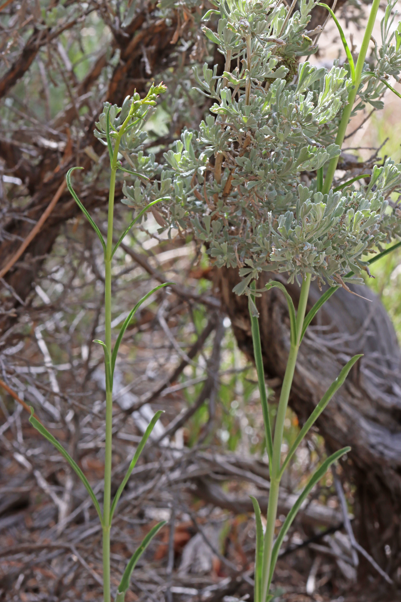 Penstemon comarrhenus A.Gray