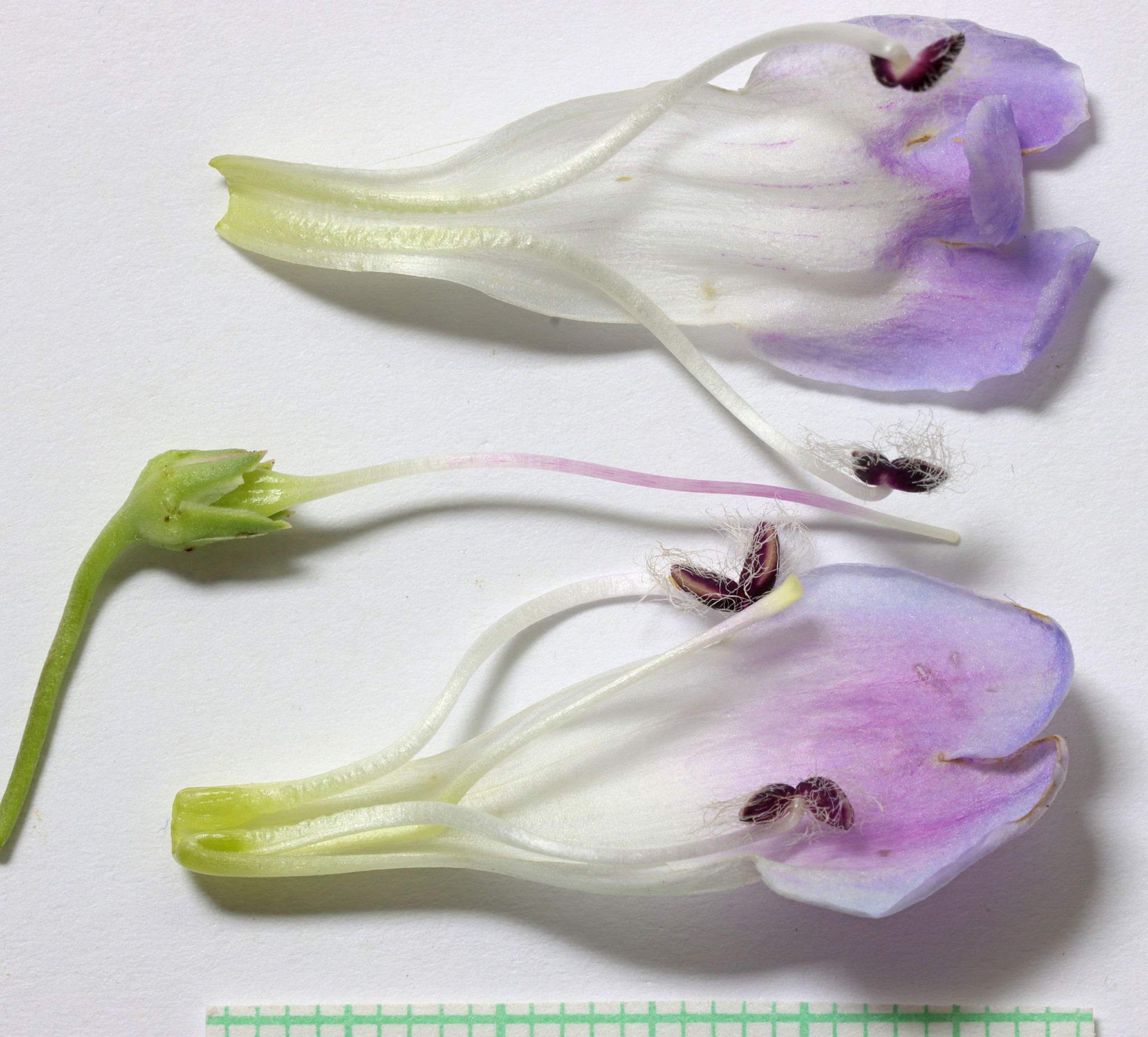 Penstemon comarrhenus A.Gray