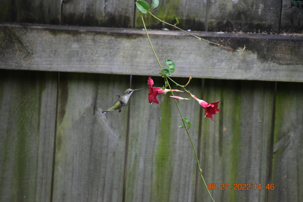 Ruby-throated Hummingbird from Lexington, SC, USA on June 27, 2022 at ...