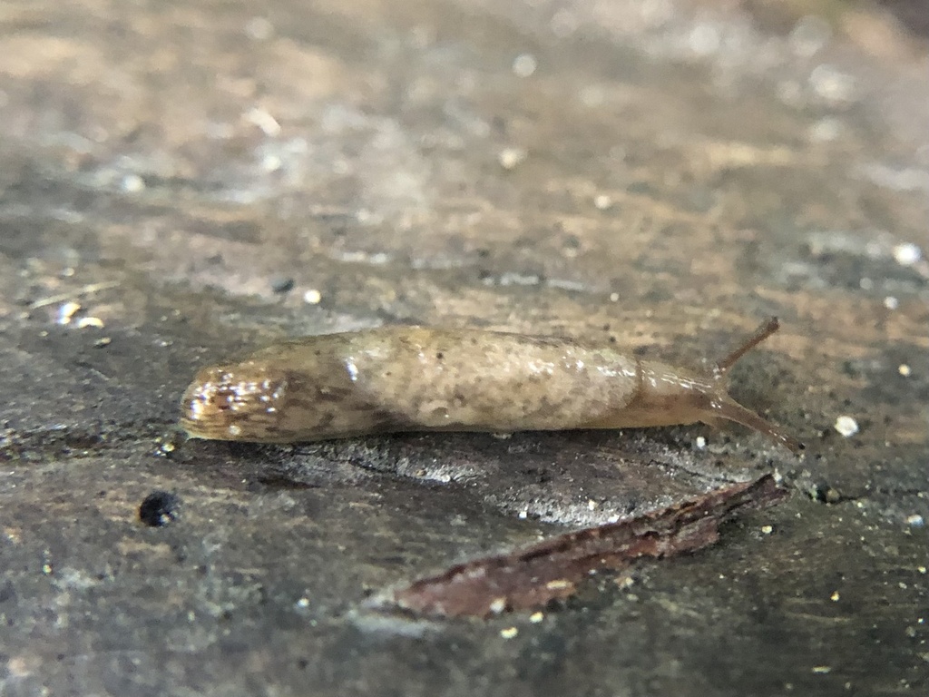 Milky Slug from Carkeek Park, Seattle, WA, US on June 27, 2022 at 05:45 ...