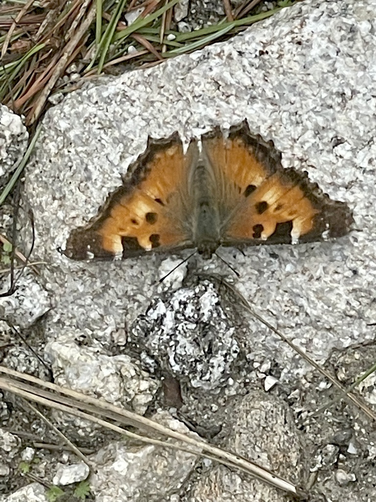 California Tortoiseshell from Nez Perce-Clearwater National Forest ...