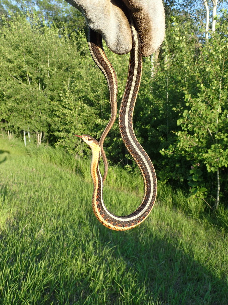 Red-sided Garter Snake from Becker County, MN, USA on July 7, 2018 at ...