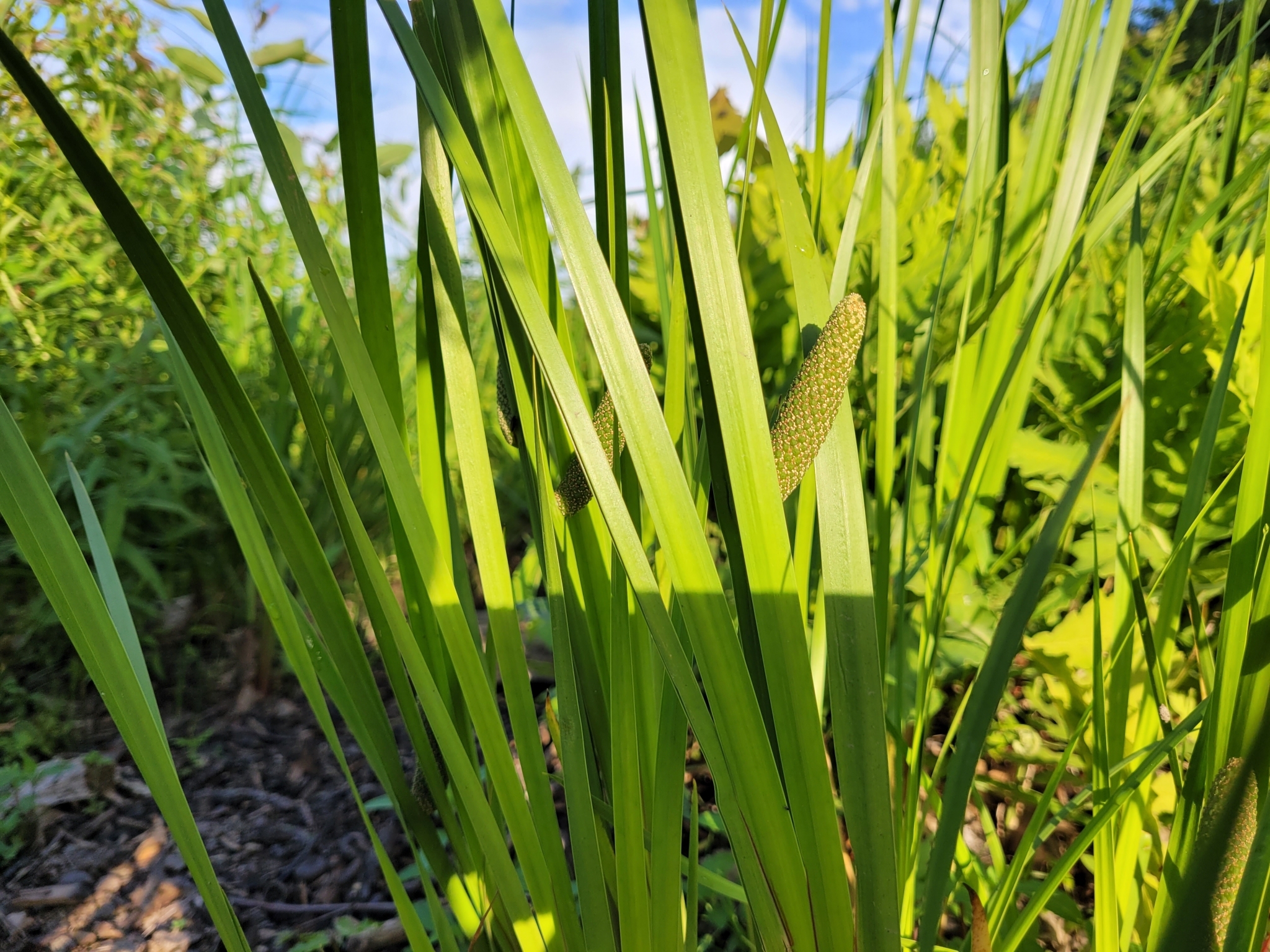 Acorus americanus (Raf.) Raf.