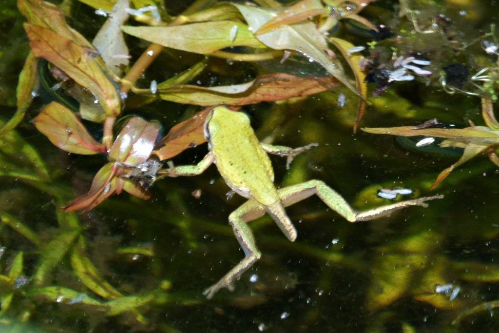 Northern Pacific Tree Frog from King County, WA, USA on June 26, 2022 ...