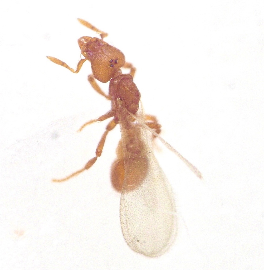 Strumigenys membranifera (Fourmis de Polynésie Française) · iNaturalist