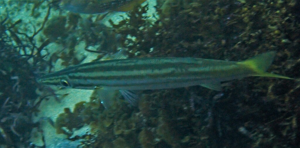 Striped Barracuda from 1 Bower Ln, Manly NSW 2095, Australia on June 28 ...