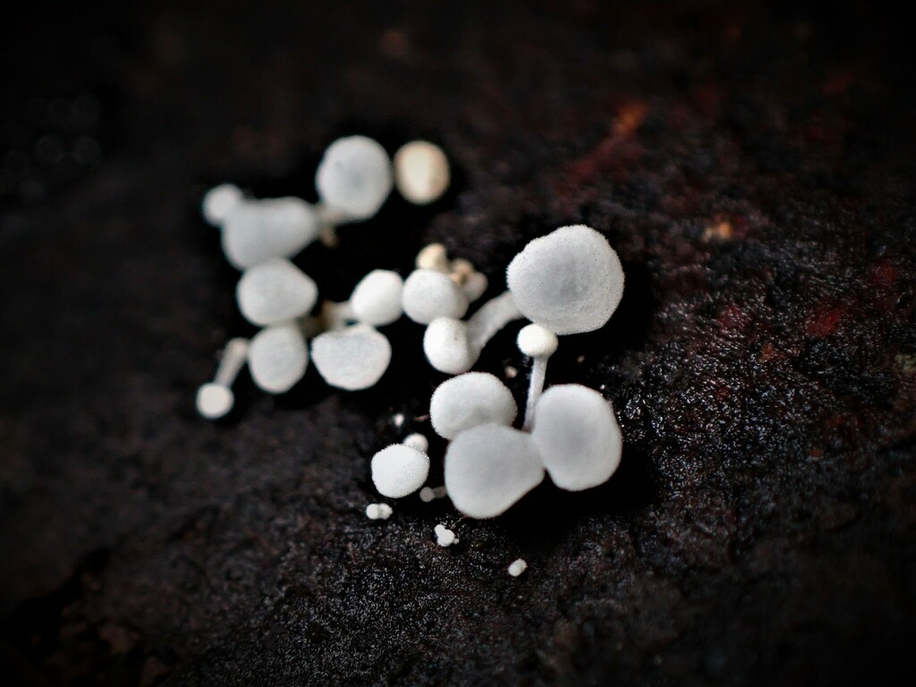 Physalacria australiensis from Bellbird Track, Strickland State Forest ...