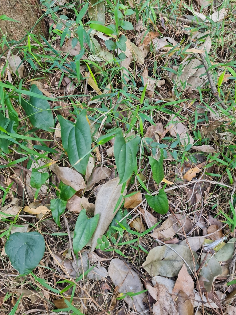 Common Yam Vine from Cornubia QLD 4130, Australia on June 27, 2022 at ...