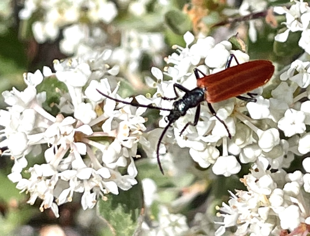 False Blister Beetles from Coronado National Forest, Tucson, AZ, US on ...
