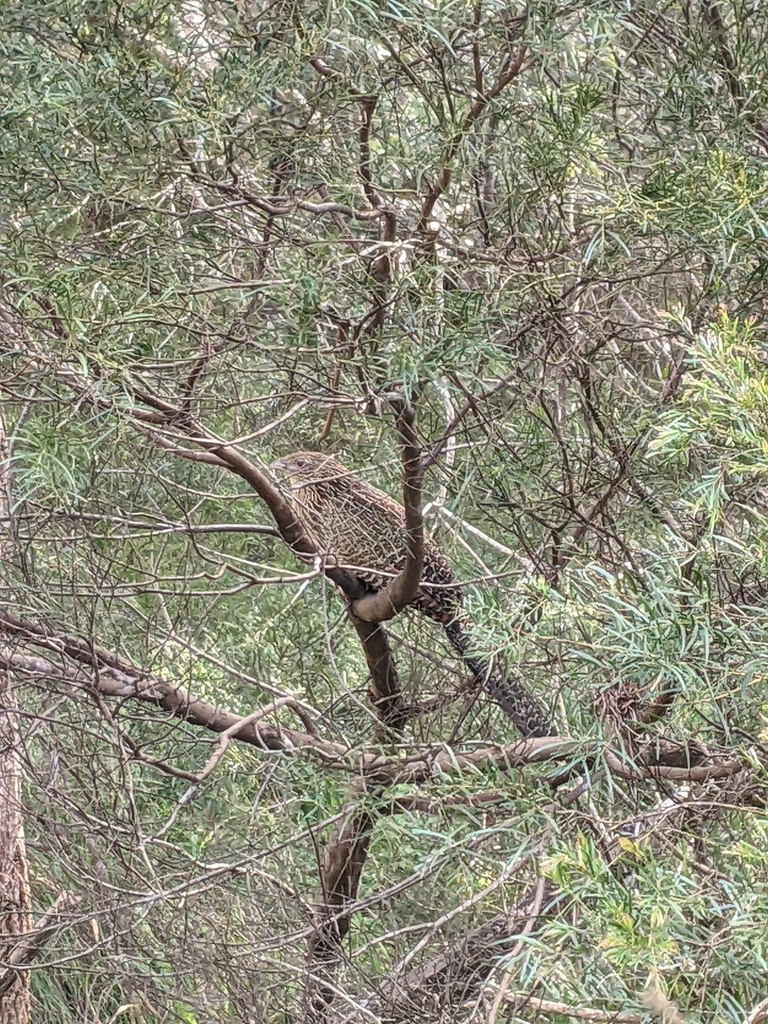 Pheasant Coucal from Everton Hills QLD 4053, Australia on June 28, 2022 ...