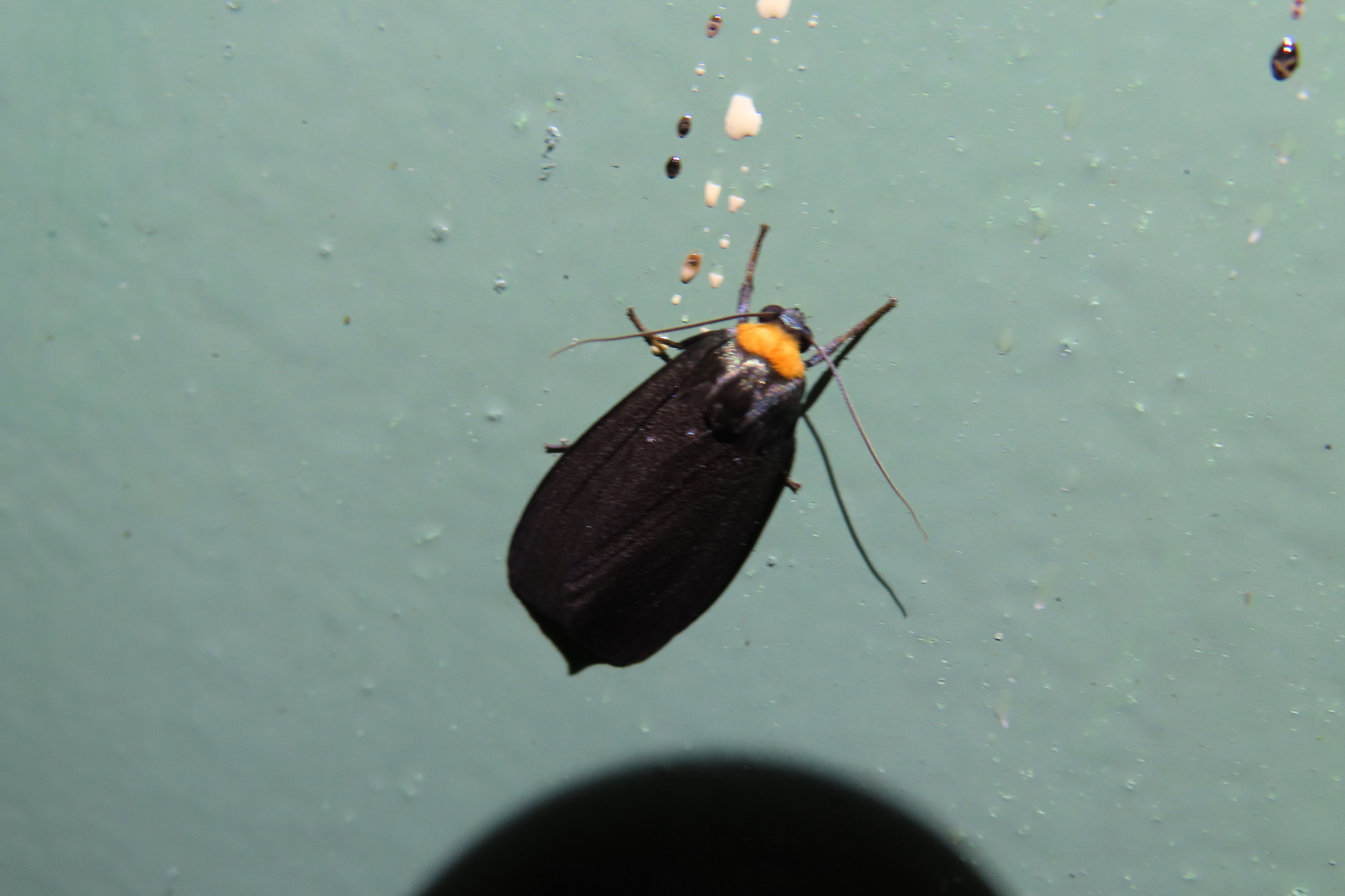 Paraona staudingeri formosana Okano, 1960