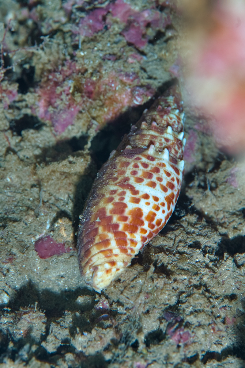 Mitra papalis (Linnaeus, 1758)