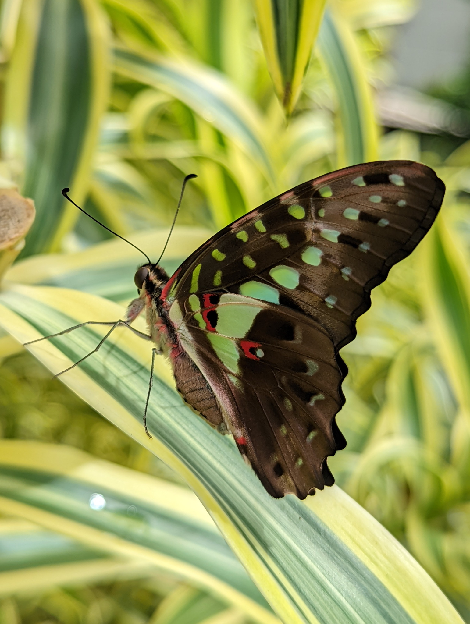 Graphium macfarlanei (Butler, 1877)