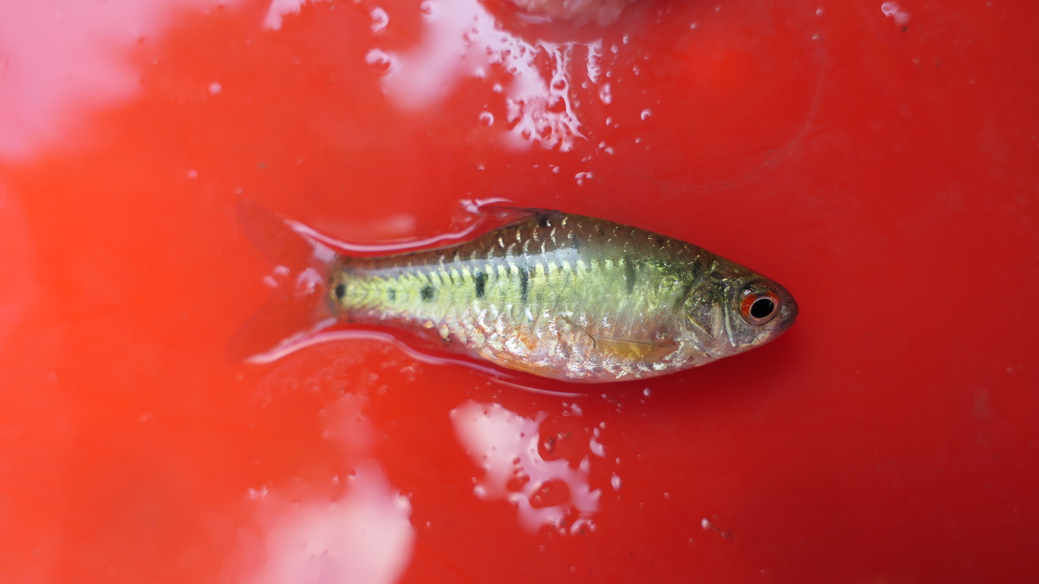 Barbodes Bleeker, 1859