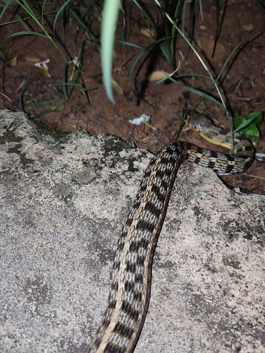 Buff Striped Keelback (Amphiesma stolatum) - Snakes and Lizards