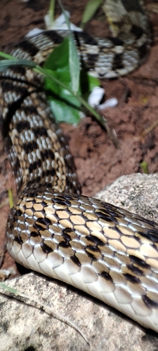 Buff Striped Keelback (Amphiesma stolatum) - Snakes and Lizards