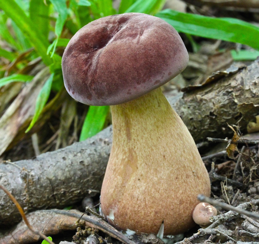 reddish brown bitter bolete (Mexico Fungi) · iNaturalist Mexico