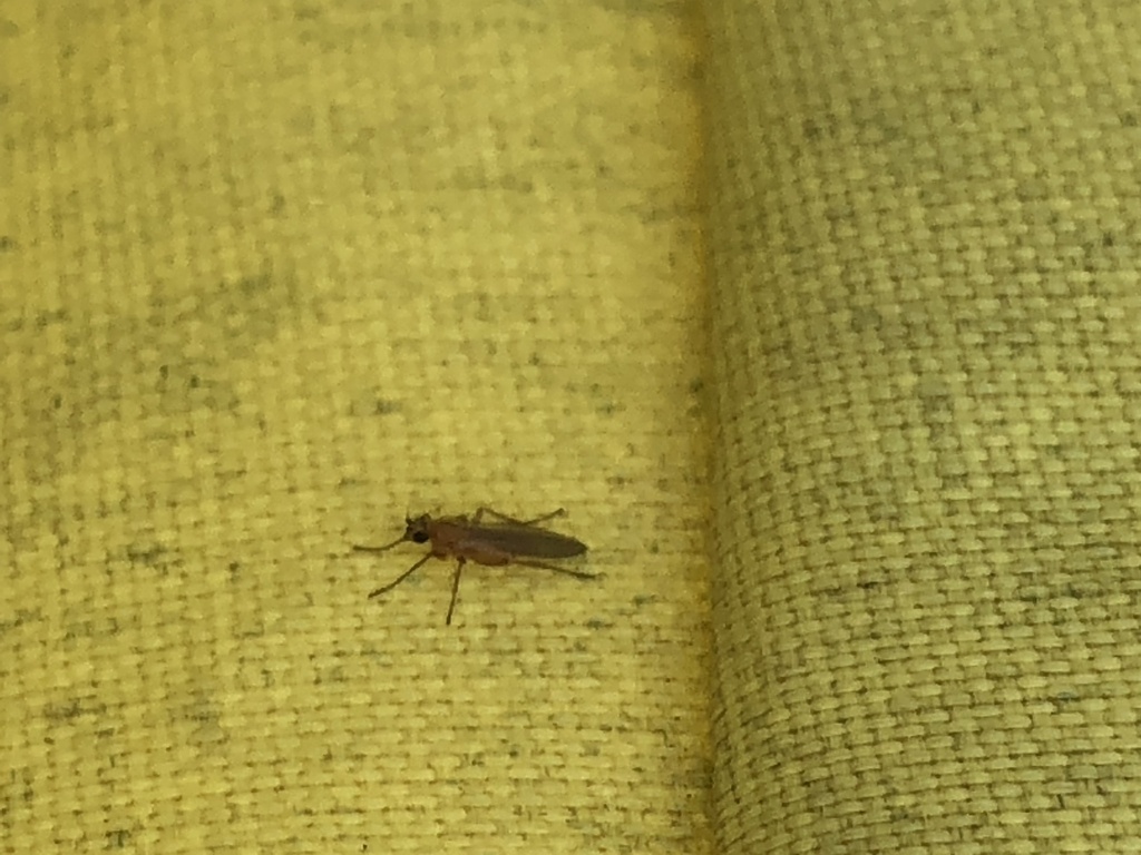 Lonchoptera in June 2022 by Emily Harris · iNaturalist