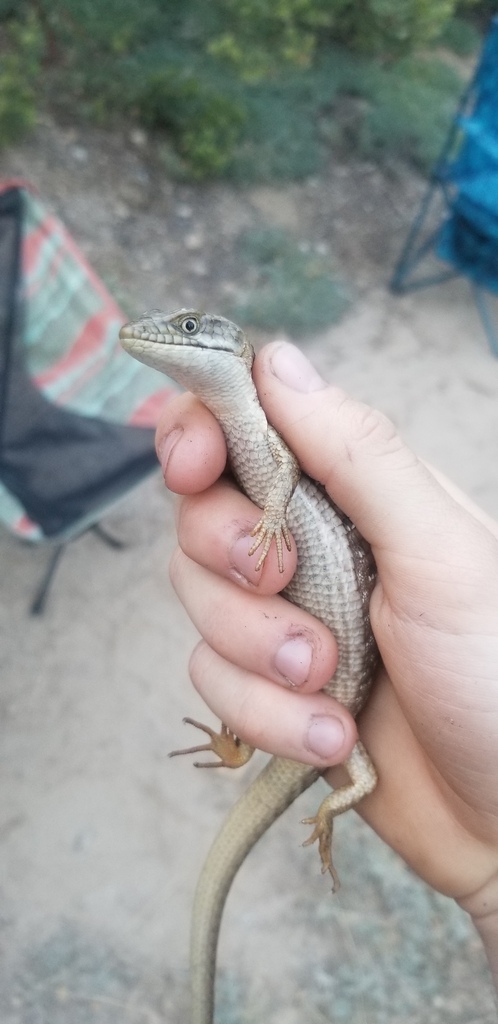 Southern Alligator Lizard from Kings Canyon/sequoia, Kings Canyon ...