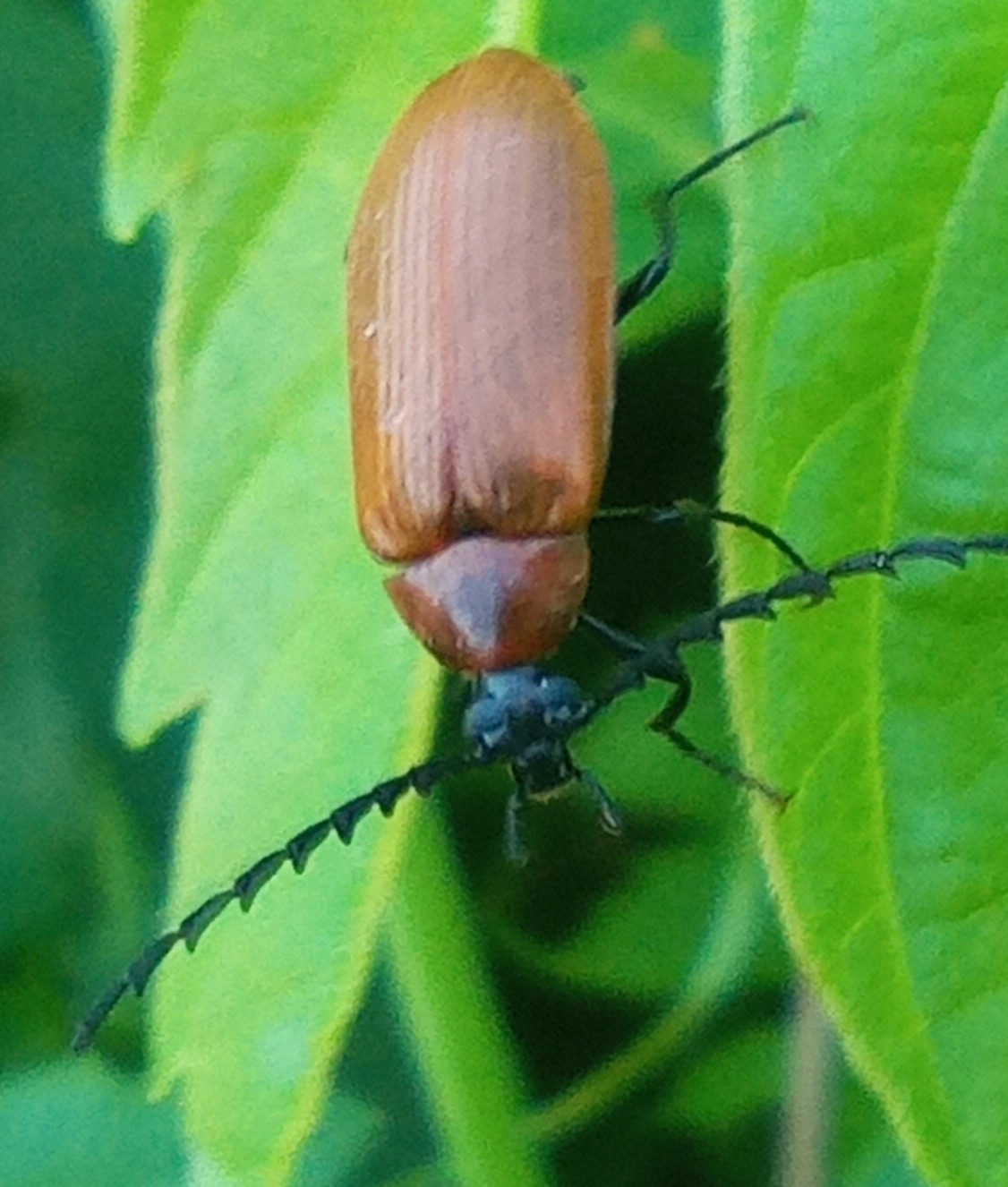 Pseudocistela ceramboides (Linnaeus, 1758)