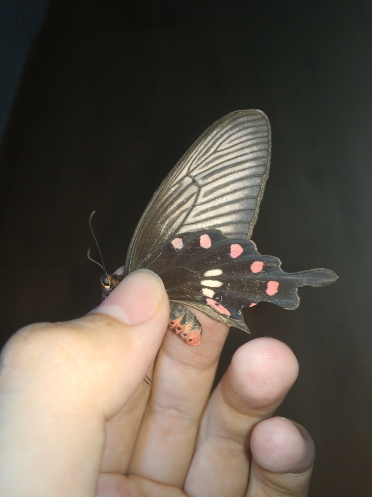 Common Rose Swallowtail from 上海市崇明区江海名都 on June 28, 2022 at 05:24 PM by ...