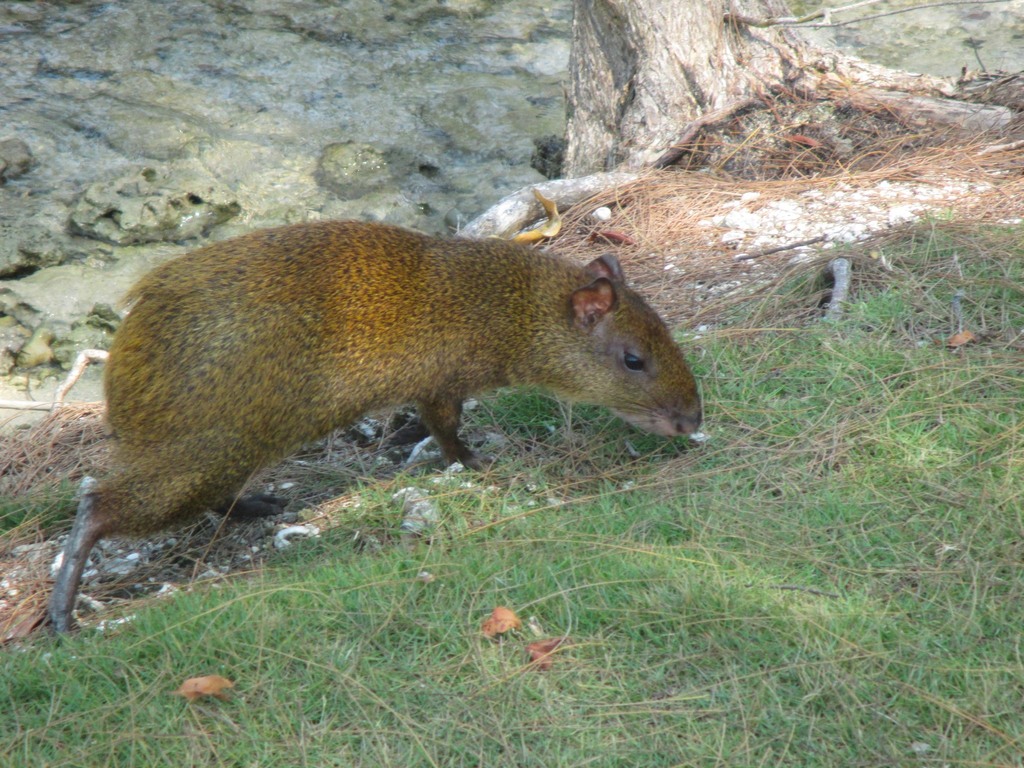 Roatan Island Agouti (Dasyprocta ruatanica) - Know Your Mammals
