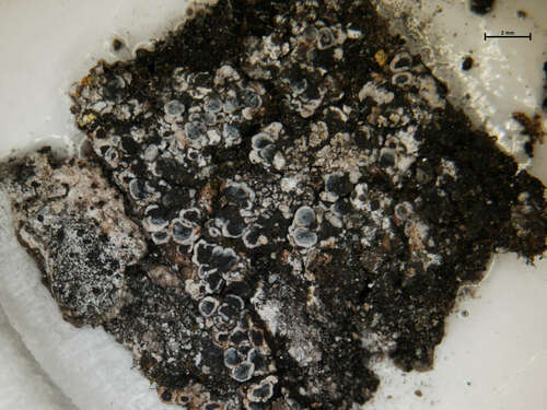 Brown-fuzz Lichen (Terricolous Lichens of the Ordino Valley) · iNaturalist