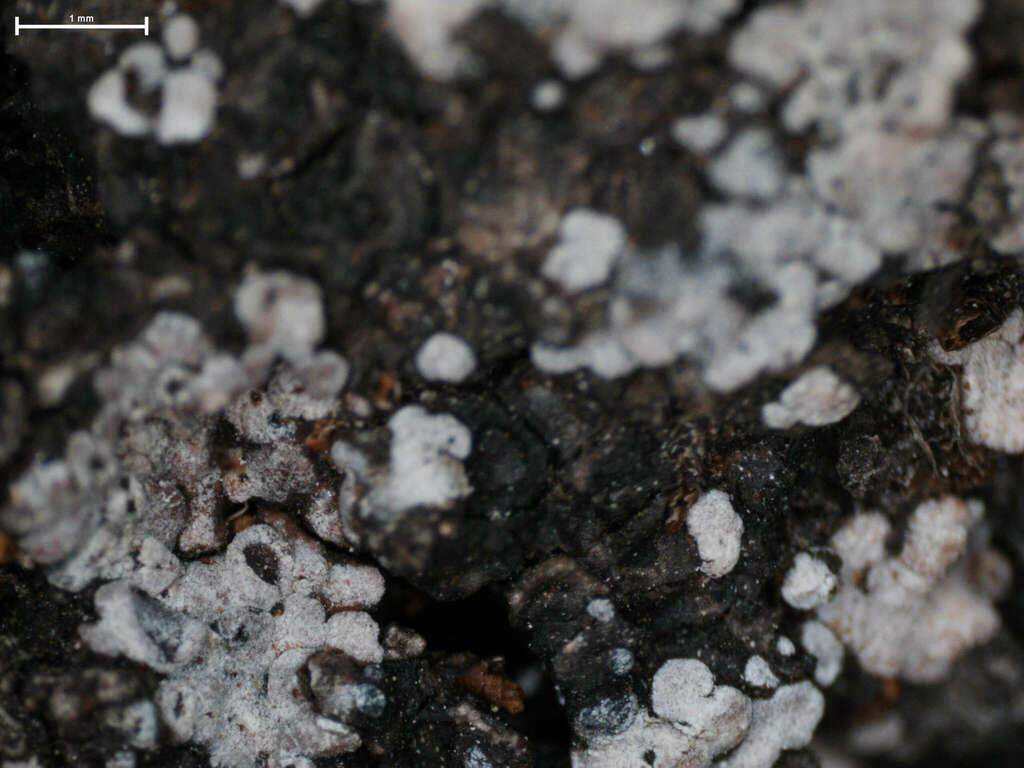 Brown-fuzz Lichen (Terricolous Lichens of the Ordino Valley) · iNaturalist